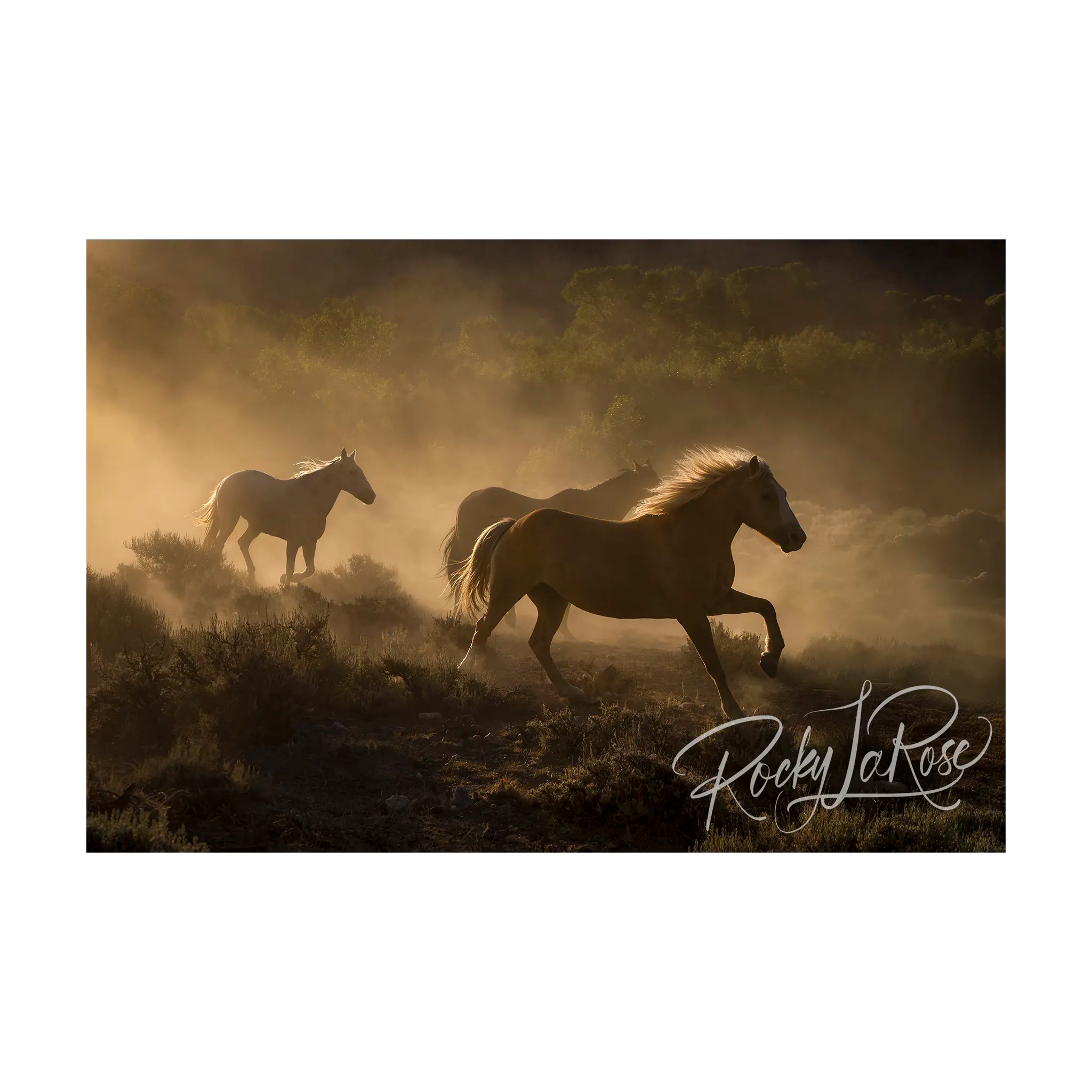 Dust Before Dawn by Rocky LaRose - Metal Print – Madaras Gallery